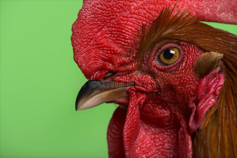 Headshot Ardennaise Rooster Against Green Background Stock Photos ...