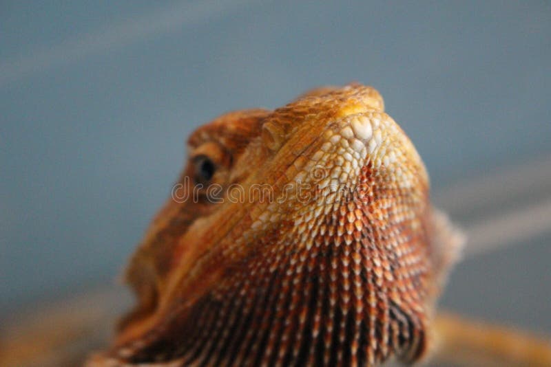 Headshot Barbu De Dragon Opening Mouth Image stock - Image du rouge ...