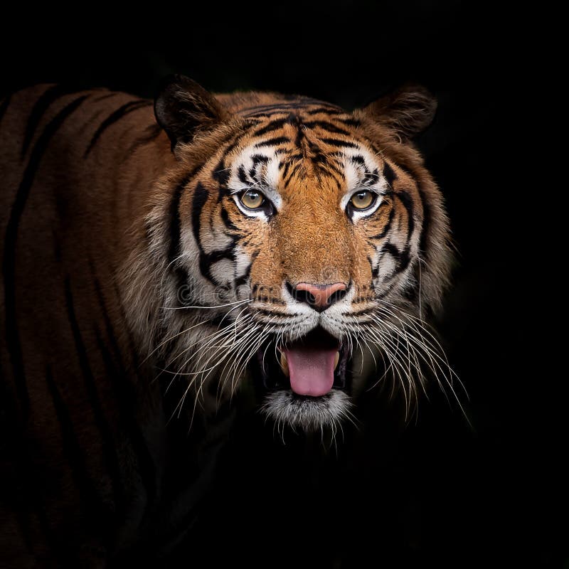 Portrait of tiger. stock photo. Image of mammal, head - 126646198