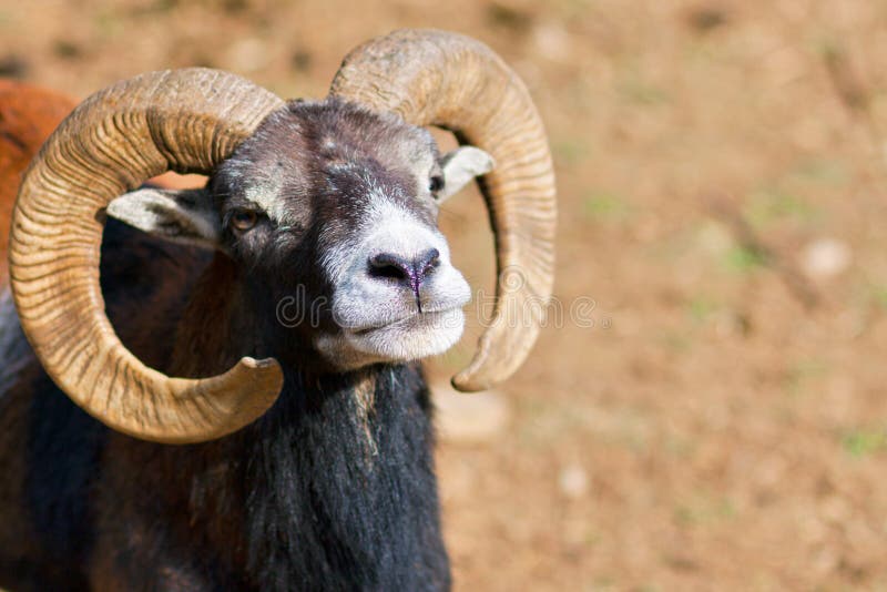 Headshot of a Big Horned Ram Stock Photo - Image of farm, large: 16440926