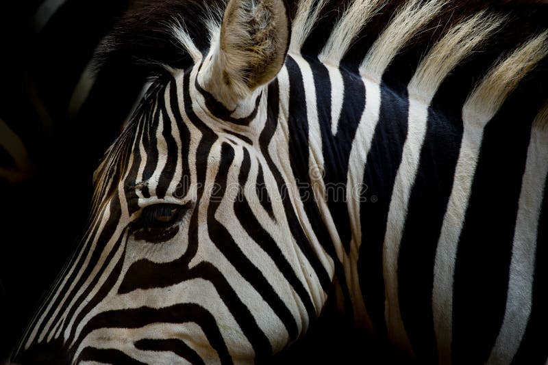 A Headshot of a Burchell S Zebra Stock Photo - Image of plain, animal ...