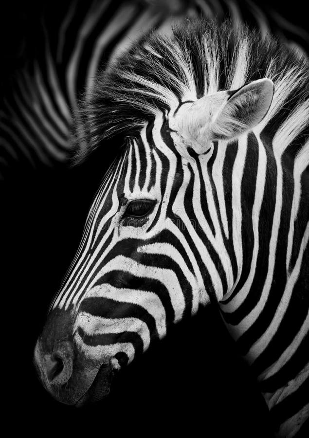 Headshot of a a Zebra at Pazuri Outdoor Park, Close by Lusaka in Zambia ...