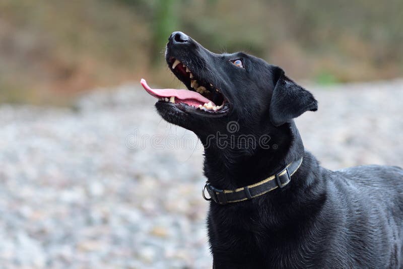 Black Labrador head shot stock photo. Image of head - 110185376