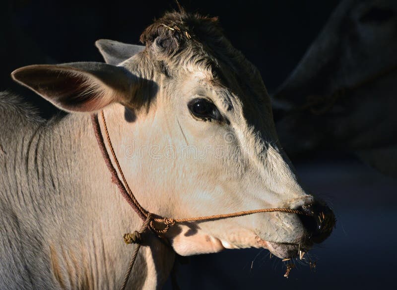Headshot De La Vaca Del Brahma Foto de archivo - Imagen de pista ...