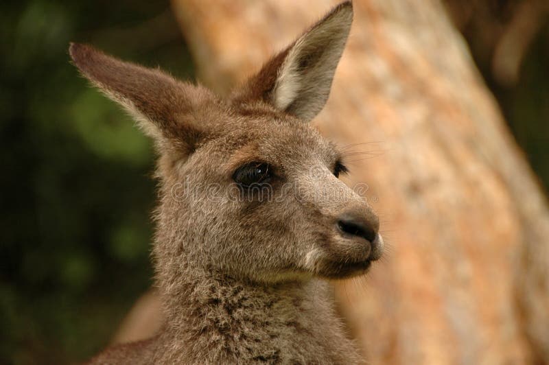 Canguro Rojo Joven (9 Meses) - Rufus Del Macropus Imagen de archivo ...
