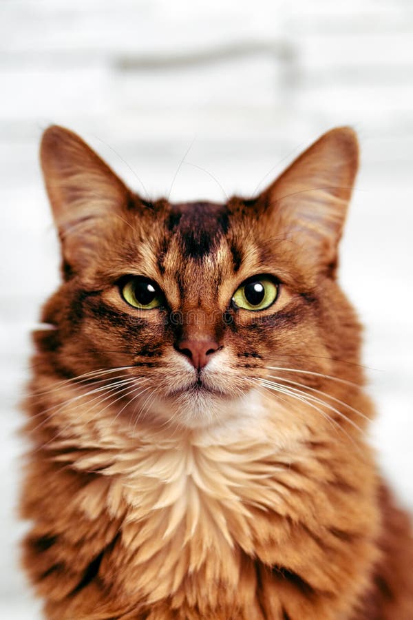 Retrato Somalí Del Gato De Rudy Imagen de archivo - Imagen de blanco ...