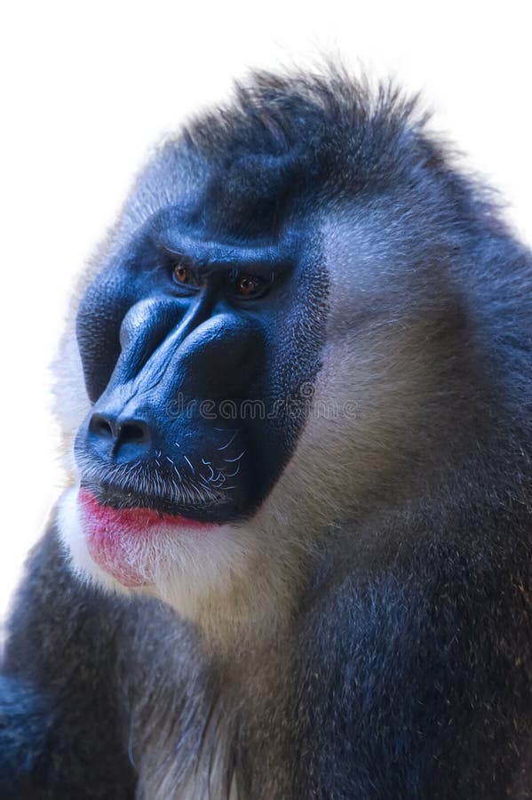 Headshot of a Drill Ape Monkey Stock Image - Image of space, tropical ...