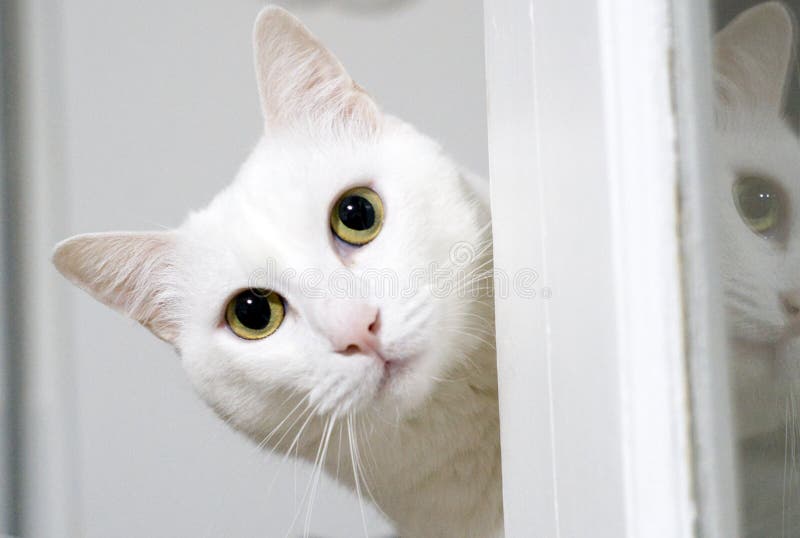 Headshot of a Fluffy White Cat Looking from Behind the Door Stock Image ...