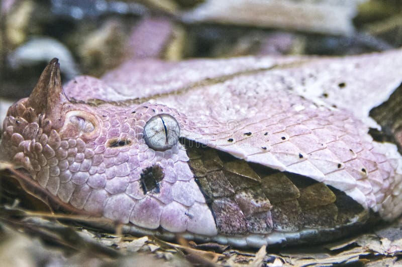 Headshot of a gaboon viper stock image. Image of frame - 283993147