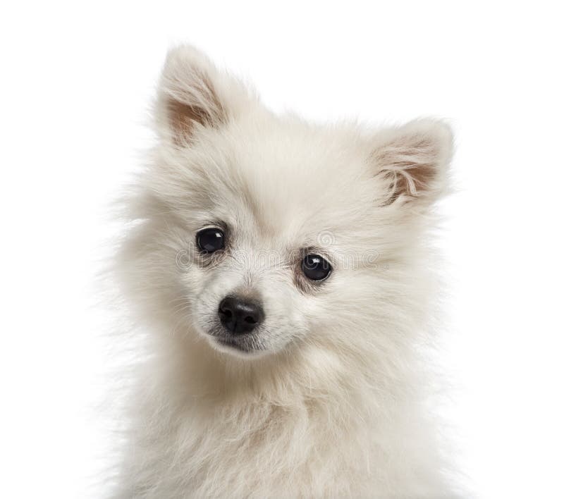 Headshot of a German Spitz Puppy (6 Months Old) Stock Image - Image of ...