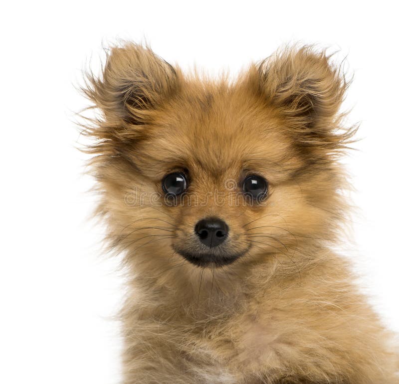 Headshot of a German Spitz Puppy (3 Months Old) Stock Image - Image of ...