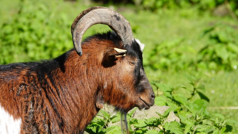 Goat. stock photo. Image of mammal, horned, nature, wildlife - 116019194