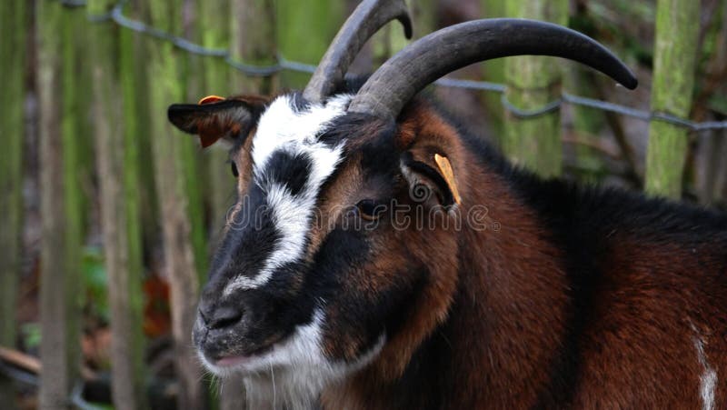 Goat. stock image. Image of animal, face, farming, domestic - 140905805
