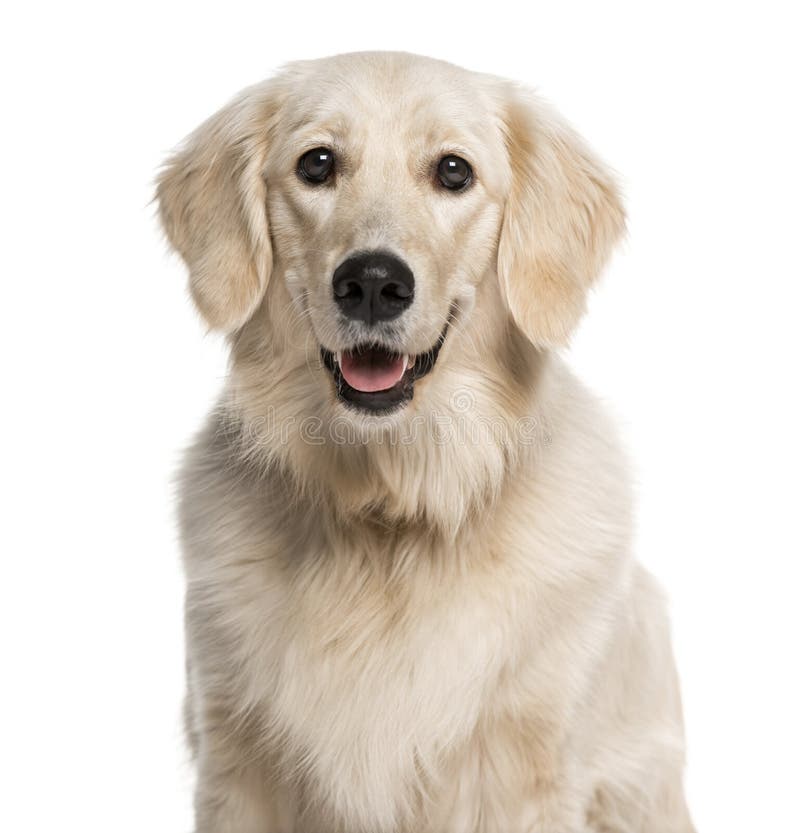 Golden Retriever 1 Year Stock Photos - Free & Royalty-Free Stock Photos ...