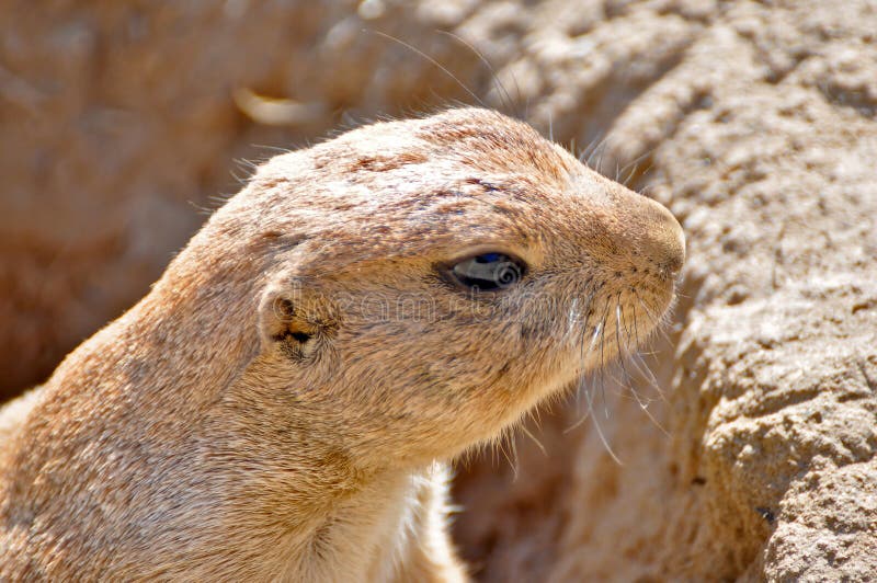 Headshot of a Gopher or Ground Squirrel Stock Image - Image of fluffy ...