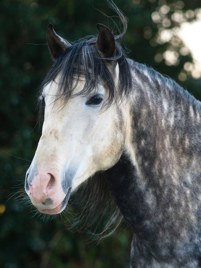 Grey Stallion stock image. Image of pony, close, outdoors - 110546193