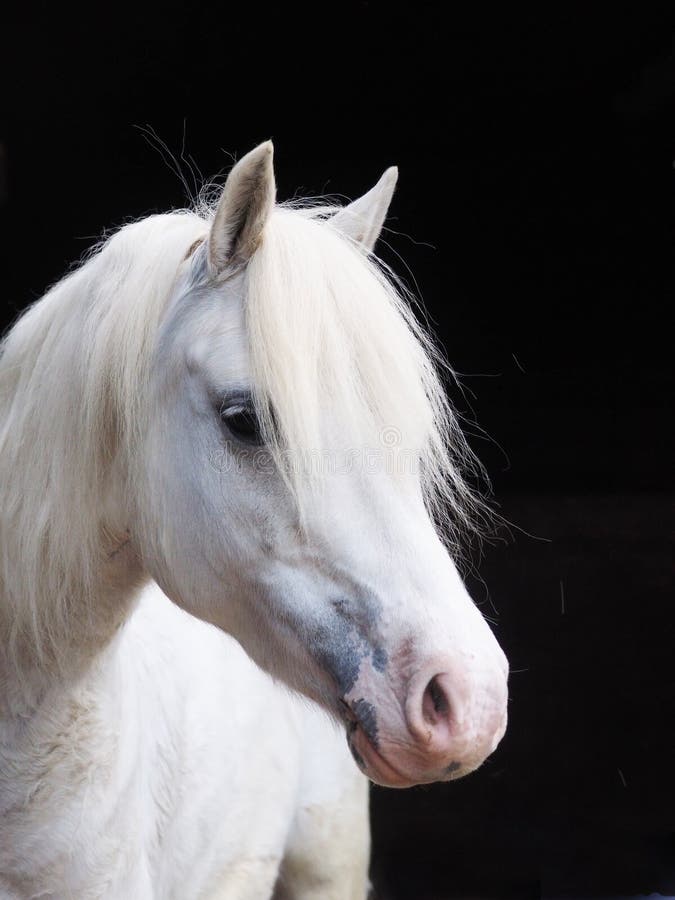 Headshot of a Grey Pony stock image. Image of grey, nose - 103056757