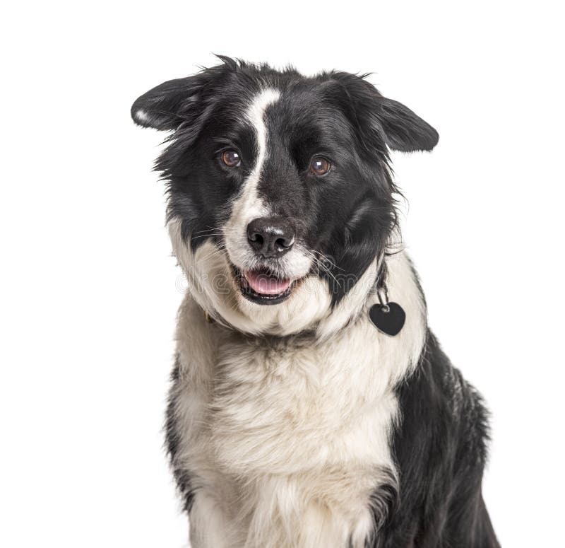 Headshot of a Happy Border Collie, Isolated on White, Isolated Stock ...