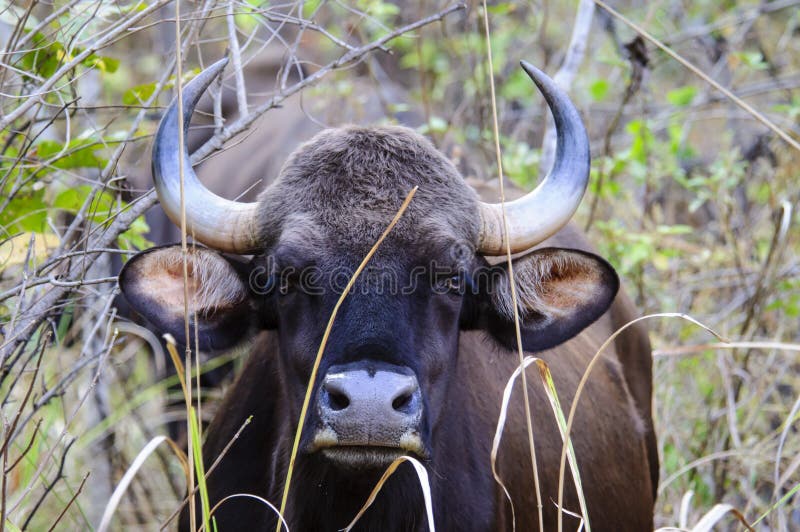 Headshot of an indian Gaur stock photo. Image of close - 66765430