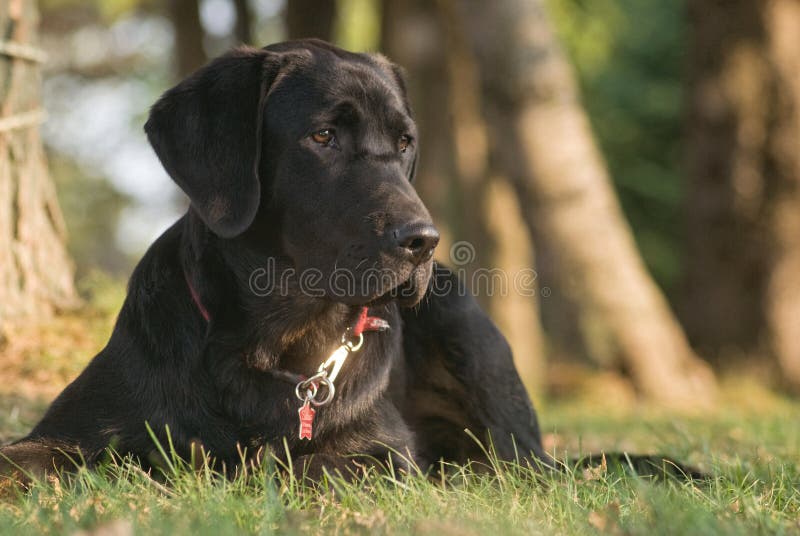 Headshot Marrom De Labrador Imagem de Stock - Imagem de nave, labrador ...