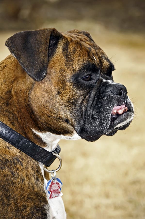 Headshot of Pedigree Boxer Dog Stock Image - Image of headshot, guard ...