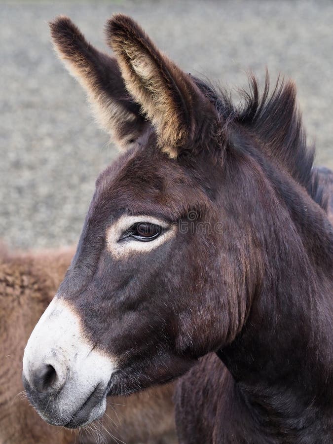 918 Pretty Donkey Stock Photos - Free & Royalty-Free Stock Photos from ...