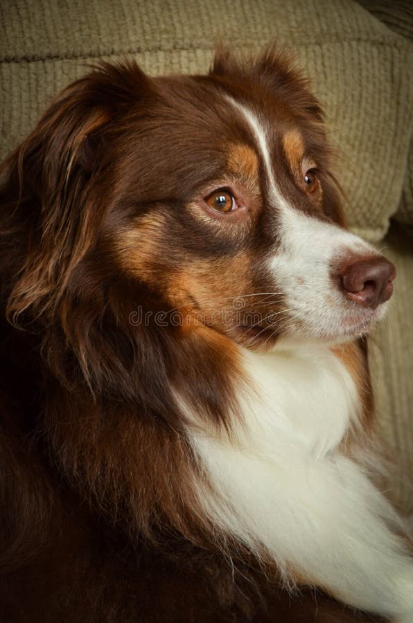 Headshot of Red Tri-Color Australian Shepherd Stock Image - Image of ...