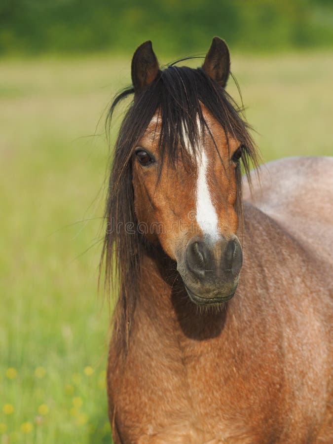 Roan Pony Headshot stock photo. Image of riding, equestrian - 183530400