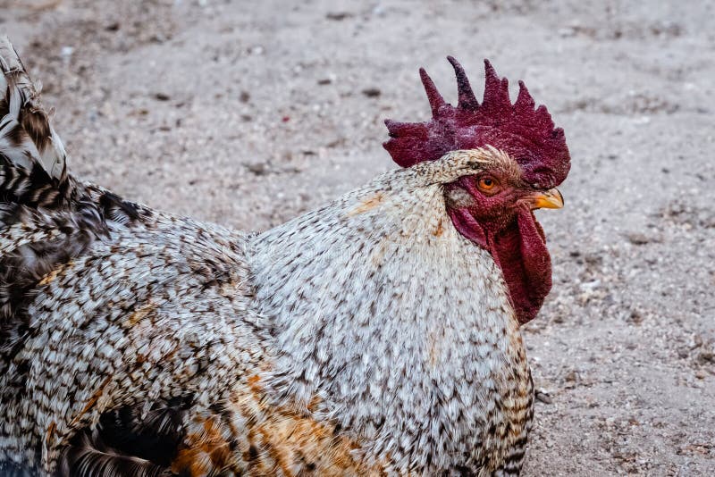 Headshot of a Rooster with Piercing Eyes Color Stock Image - Image of ...