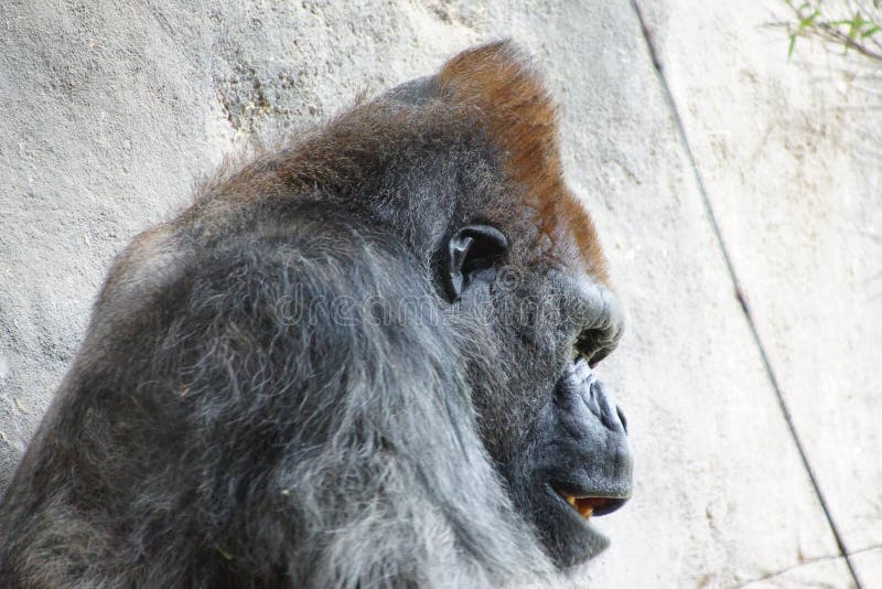 Headshot of Silverback Gorilla Stock Photo - Image of head, silverback ...