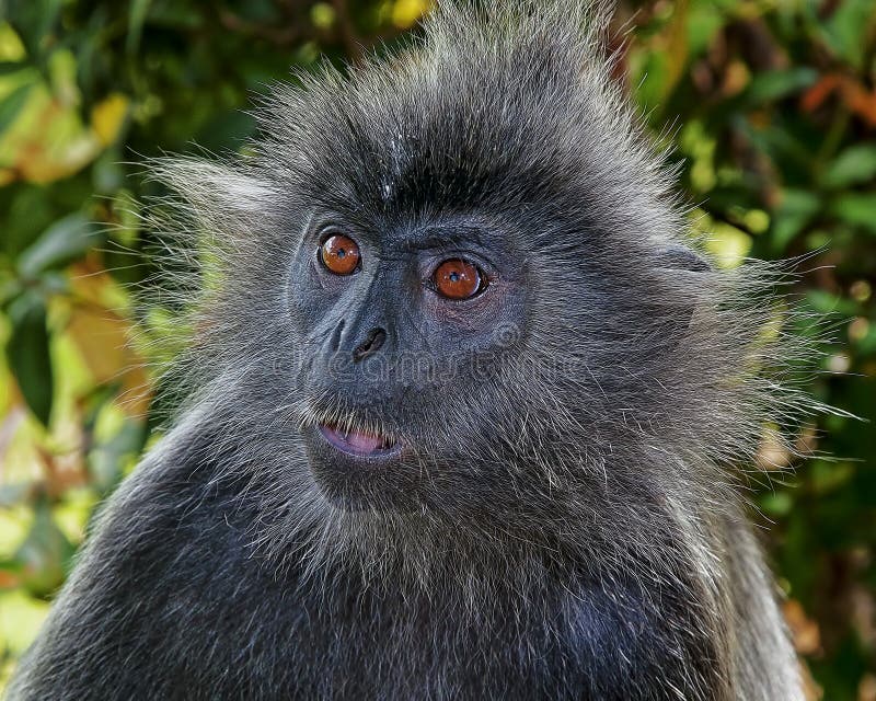 Headshot of Silvered Leaf Monkey Stock Photo - Image of hairy, green ...