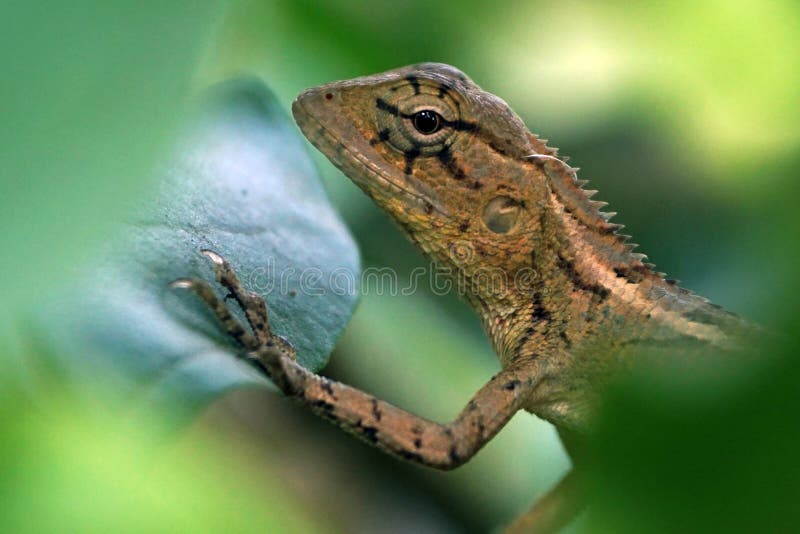 Small lizard stock image. Image of brown, reptile, creepy - 11068775