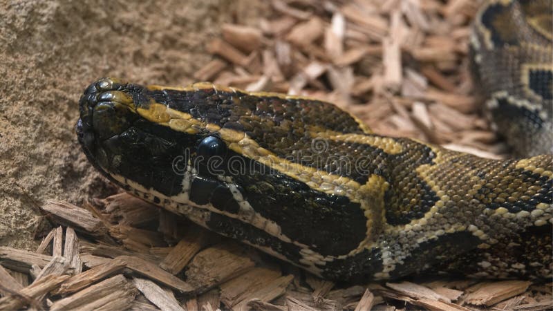 Python Snake Headshot Picture. Image: 1962686
