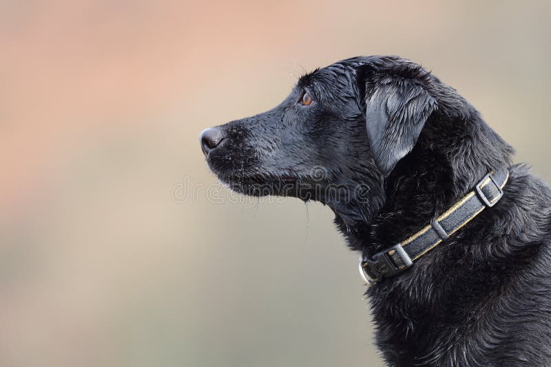 Black Labrador head shot stock photo. Image of adorabe - 110188792