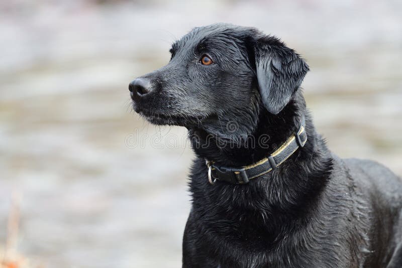 Black Labrador head shot stock image. Image of mammal - 110188823
