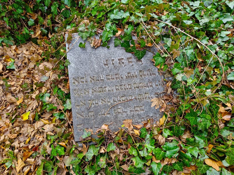 Headstone with Hebrew Script Covered with Ivy Editorial Image - Image ...