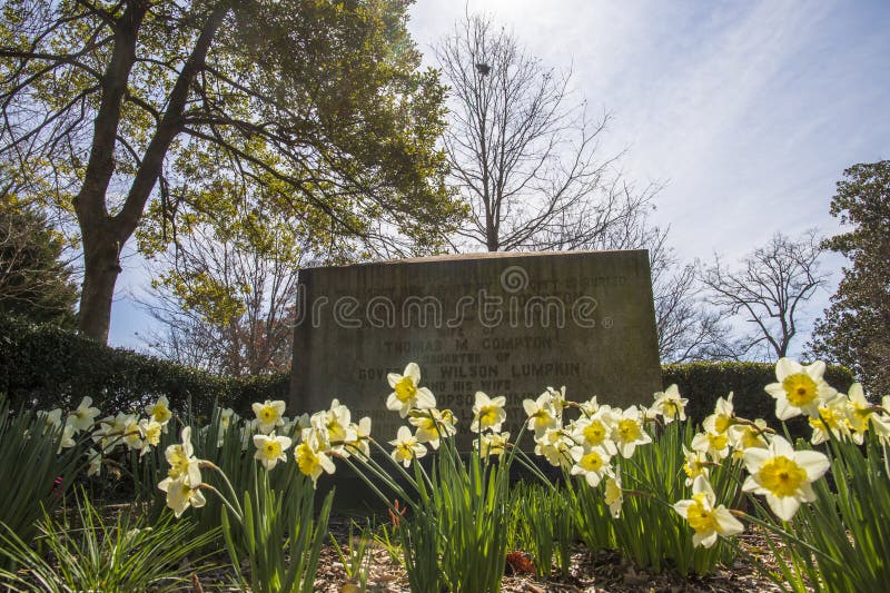A Headstone Over a Grave Surrounded by Yellow Daffodils in the ...