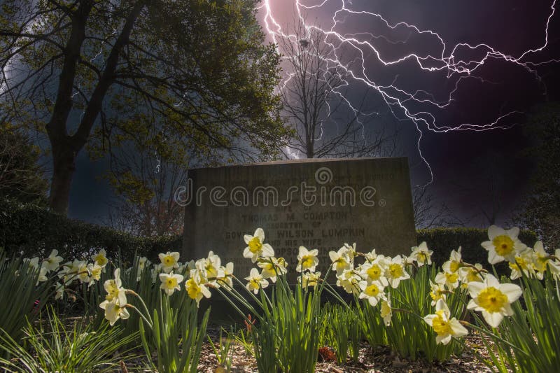 A Headstone Over a Grave Surrounded by Yellow Daffodils in the ...