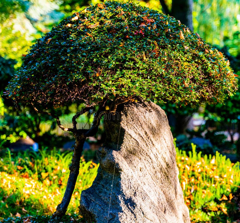 Headstone Under a Shape Cut Bush in the Graveyard. Stock Image - Image ...