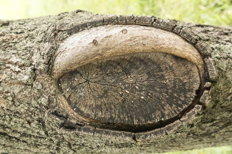 Healed Cutting of a Branch of Tree with a Cutout in the Form of Stock ...