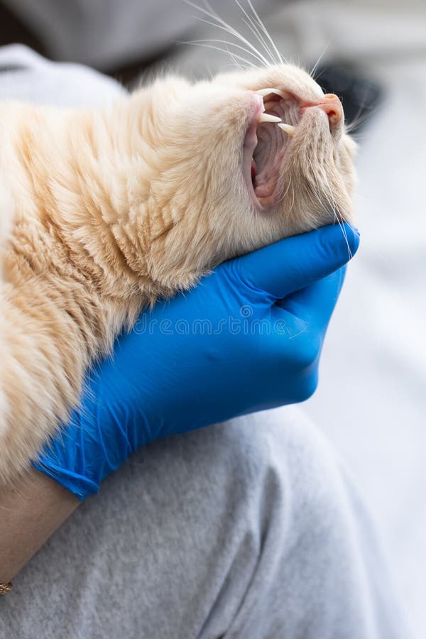 Healed Gums in a Cat after Tooth Extraction. Tooth Extraction in a Cat ...