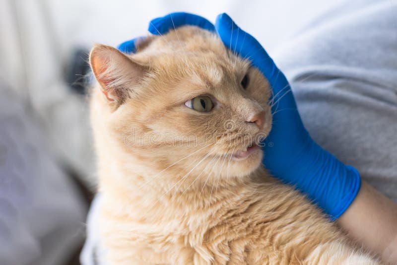 Healed Gums Cat Tooth Extraction Advanced Periodontitis Stock Photos ...