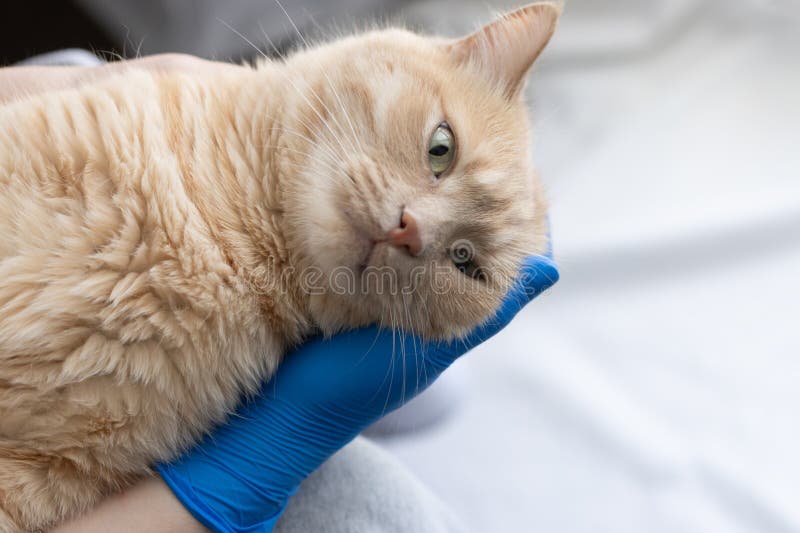 Healed Gums in a Cat after Tooth Extraction. Tooth Extraction in a Cat ...