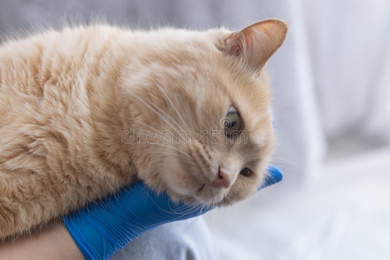 Healed Gums in a Cat after Tooth Extraction. Tooth Extraction in a Cat ...