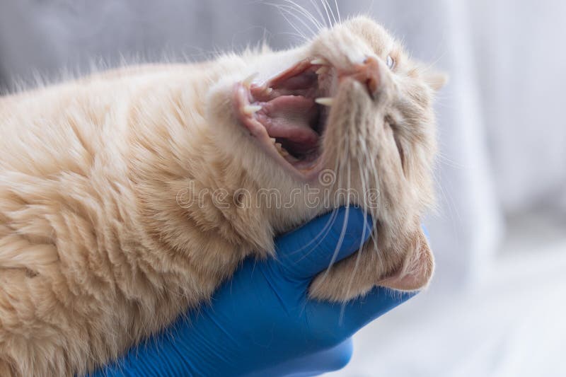 Healed Gums in a Cat after Tooth Extraction. Tooth Extraction in a Cat ...