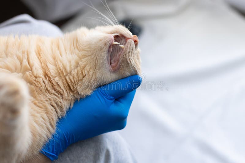 Healed Gums in a Cat after Tooth Extraction. Tooth Extraction in a Cat ...