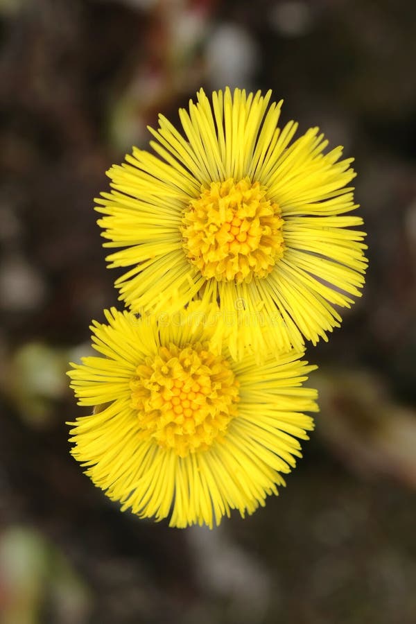 Healing Coltsfoot Flower Tussilago Farfara Stock Image - Image of flora ...
