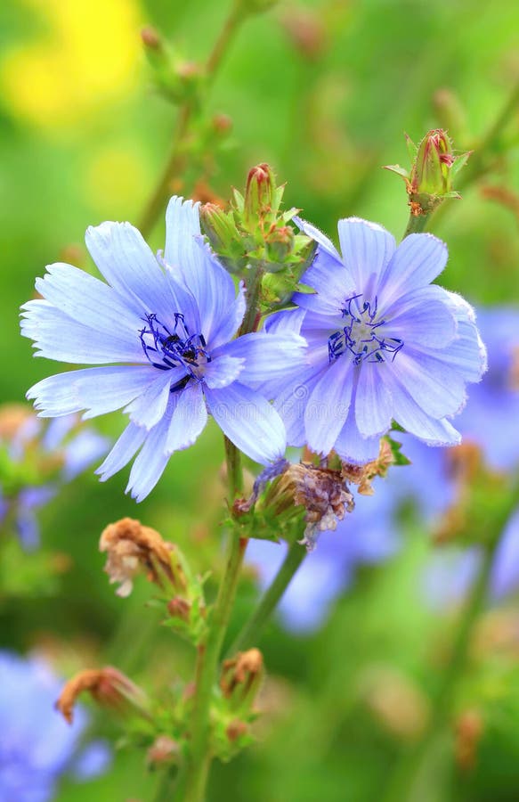 Healing Common Chicory Flower Blooming Stock Photo - Image of plant ...