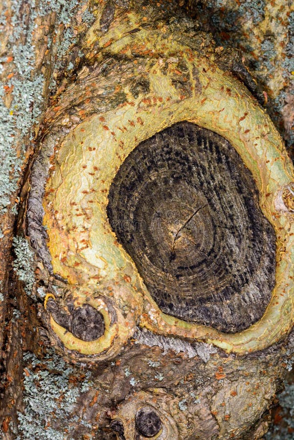 A Healing Cut of a Tree Branch, a Cut Branch Heals in the Garden Stock ...