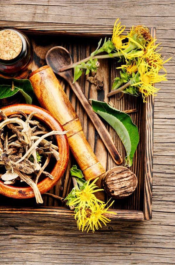 Root and Tincture of Elecampane Stock Photo - Image of healing, green ...